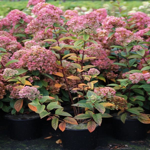 Pluimhortensia (Hydrangea paniculata 'Sundae Fraise')