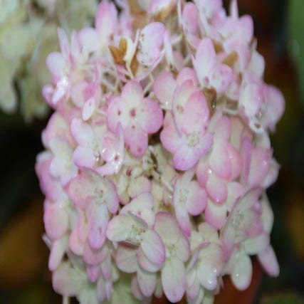 Pluimhortensia (Hydrangea paniculata 'Bombshell')