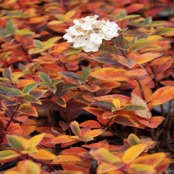 Pluimhortensia (Hydrangea paniculata 'Bombshell')