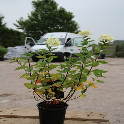 Pluimhortensia (Hydrangea paniculata 'Bombshell')