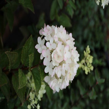 Pluimhortensia (Hydrangea paniculata 'Bombshell')