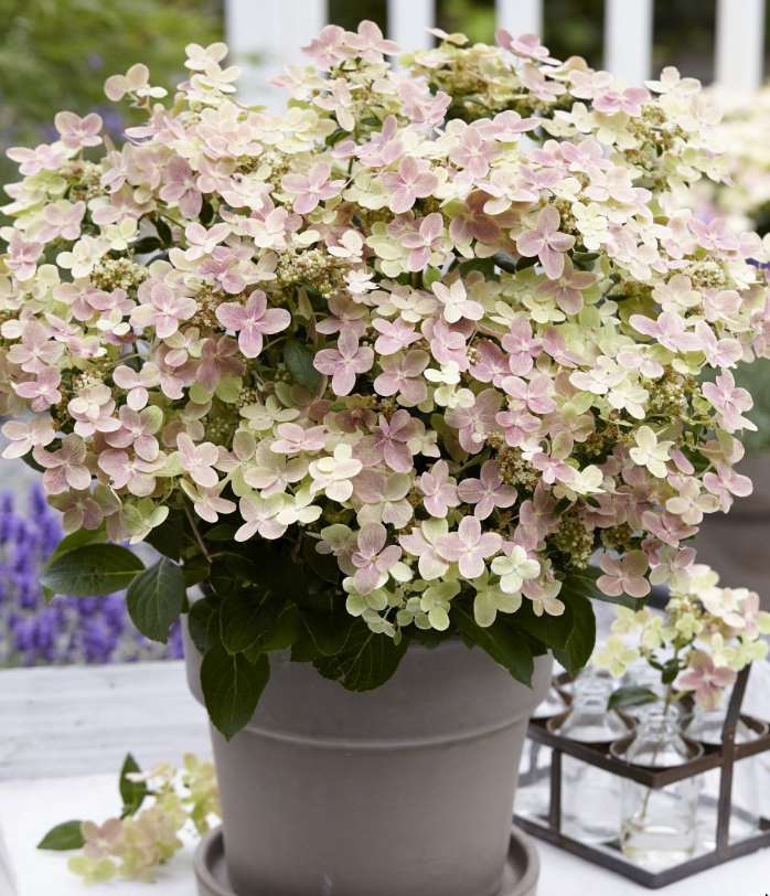 Hortensia (Hydrangea paniculata 'Swirch Ophelia')