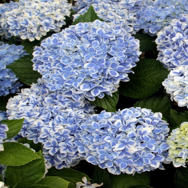 Hortensia (Hydrangea 'Peppermint')