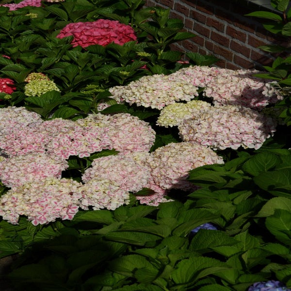Hortensia (Hydrangea 'Peppermint')