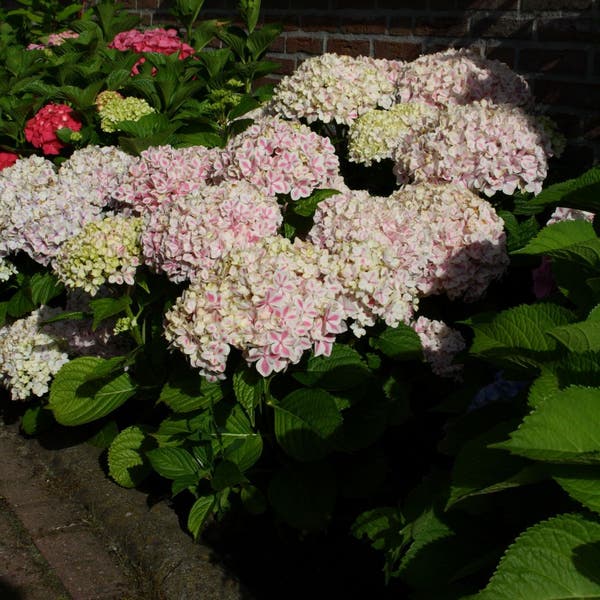 Hortensia (Hydrangea 'Peppermint')