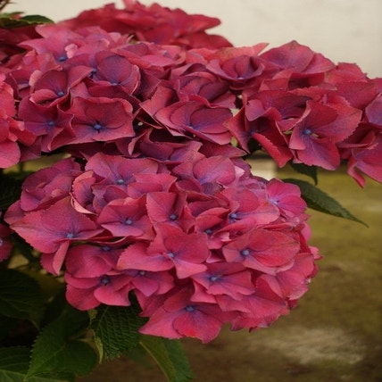 Hortensia (Hydrangea macrophylla 'Red Beauty Violet')