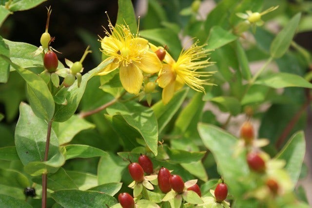 Hertshooi (Hypericum androsaemum) | Directplant
