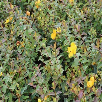 Hertshooi (Hypericum 'Peter Dummer')