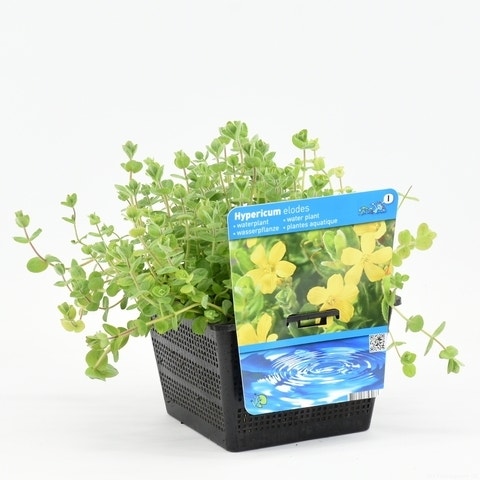 Moerashertshooi (Hypericum elodes)