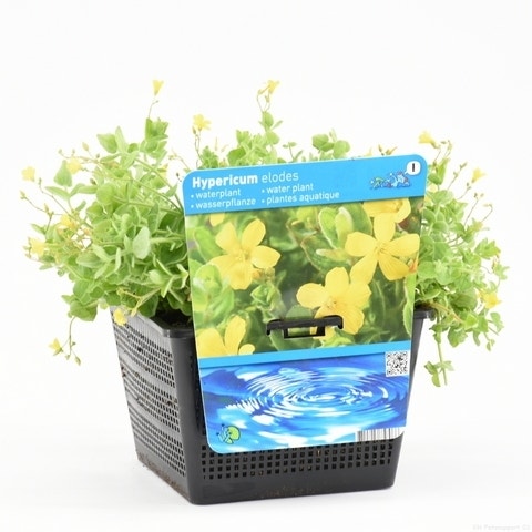 Moerashertshooi (Hypericum elodes)