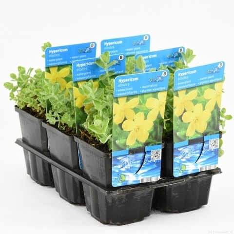 Moerashertshooi (Hypericum elodes)