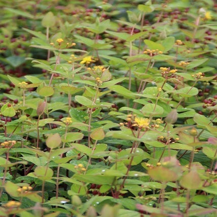 Hertshooi (Hypericum 'Rheingold')