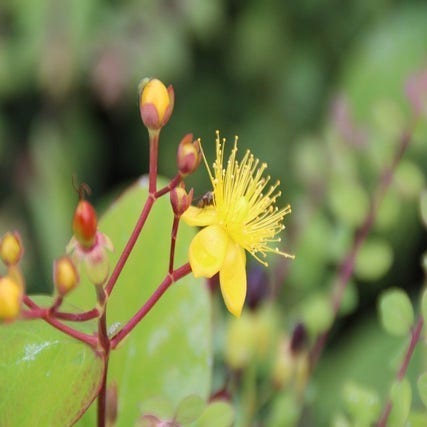 Hertshooi (Hypericum 'Rheingold')