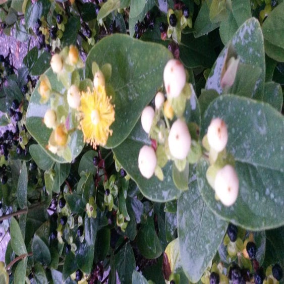 Hypericum (Hypericum 'Magical White')