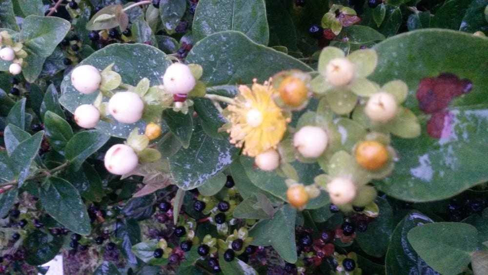 Hypericum (Hypericum 'Magical White') | Directplant