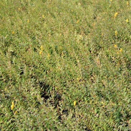 Hertshooi (Hypericum 'Peter Dummer')