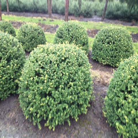 Japanse Hulst in bolvorm (Ilex crenata 'Convexa')