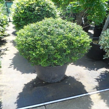 Japanse Hulst in bolvorm (Ilex crenata 'Convexa')