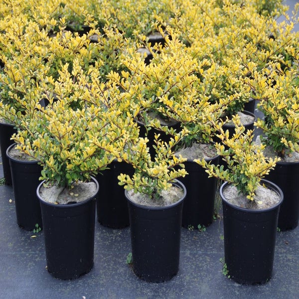 Chinese Hulst (Ilex crenata 'Golden Gem')