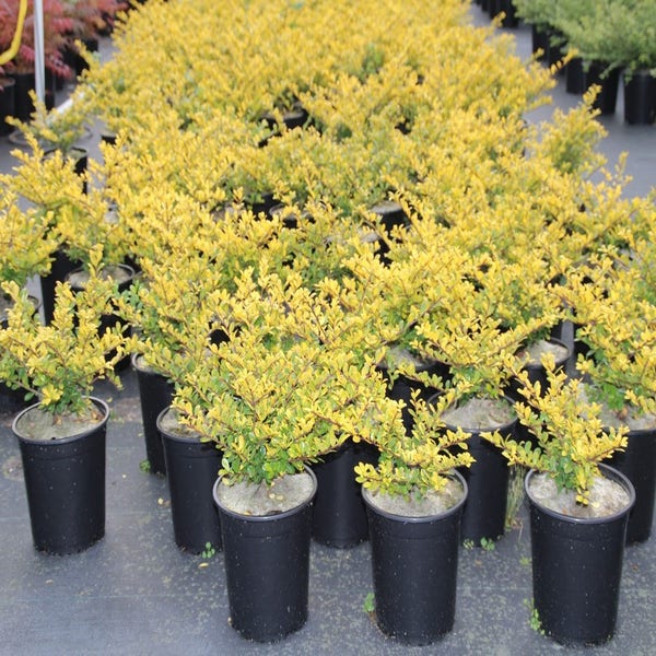 Chinese Hulst (Ilex crenata 'Golden Gem')