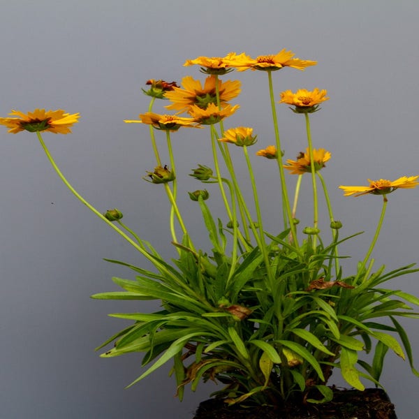 Meisjesogen (Coreopsis grandiflora 'Sunray')