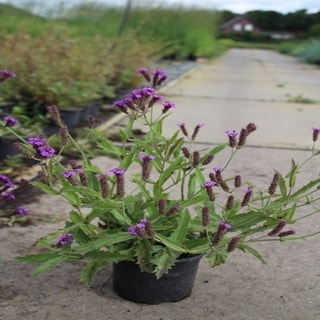 IJzerhard (Verbena rigida)
