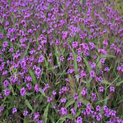 IJzerhard (Verbena rigida)