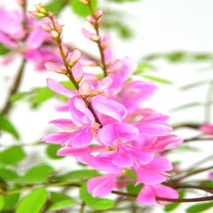 Indigostruik (Indigofera heterantha) | Directplant