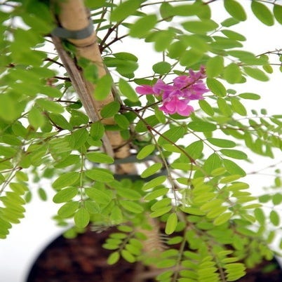 Indigostruik (Indigofera heterantha) | Directplant