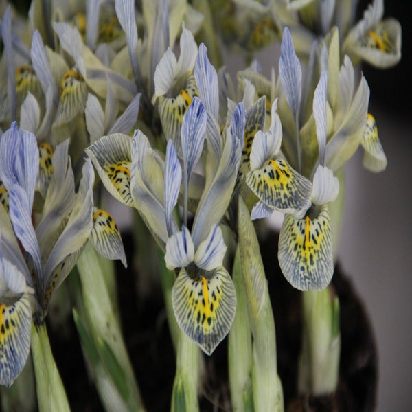 Dwergiris (Iris 'Katharine Hodgkin')