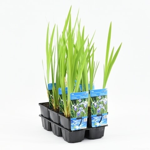 Japanse Iris (Iris laevigata 'Mottled Beauty')