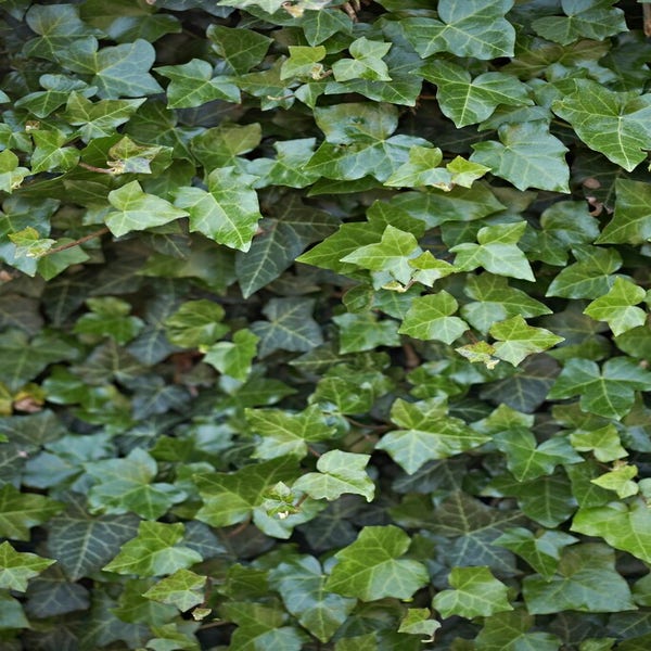 Klimop (Hedera helix 'Thorndale')