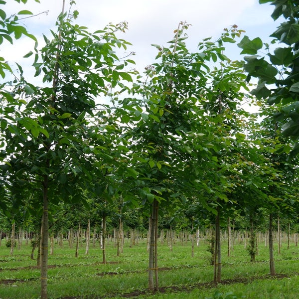 Grote Walnoot (Juglans regia)
