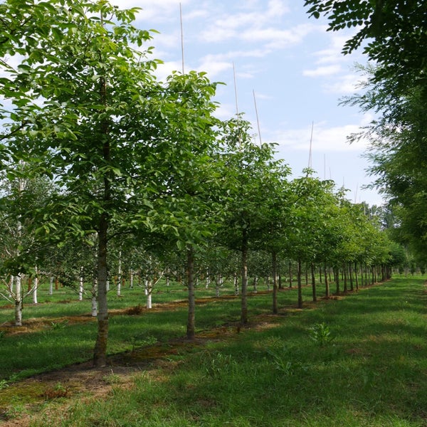 Grote Walnoot (Juglans regia)