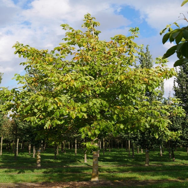 Grote Walnoot (Juglans regia)