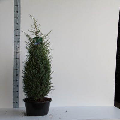 Juniperus communis 'Hibernica' (zuilvormige Jenever) bestellen en ...