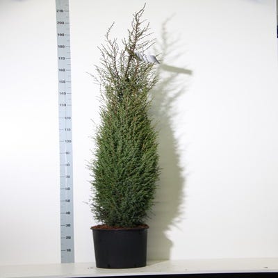 Juniperus communis 'Hibernica' (zuilvormige Jenever) bestellen en ...