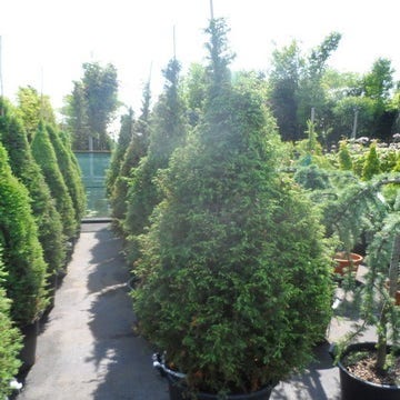 Juniperus communis 'Hibernica' (zuilvormige Jenever) bestellen en ...