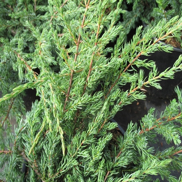 Jeneverbes (Juniperus communis 'Repanda')