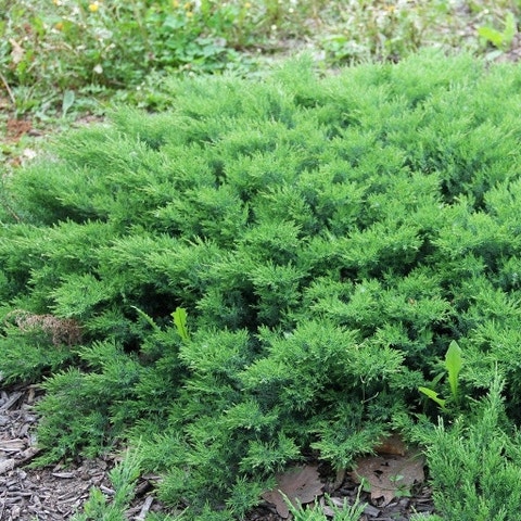 Jeneverbes (Juniperus davurica 'Leningrad')