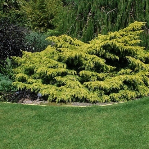 Jeneverbes (Juniperus pfitzeriana 'Gold Coast')