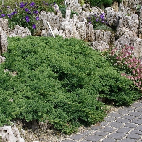 Jeneverbes (Juniperus procumbens 'Nana')