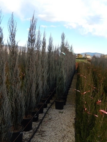 Juniperus scopulorum 'Blue Arrow' (smalblijvende conifeer ) kopen en ...