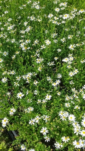 Kalimeris (Kalimeris incisa 'Alba') | Directplant