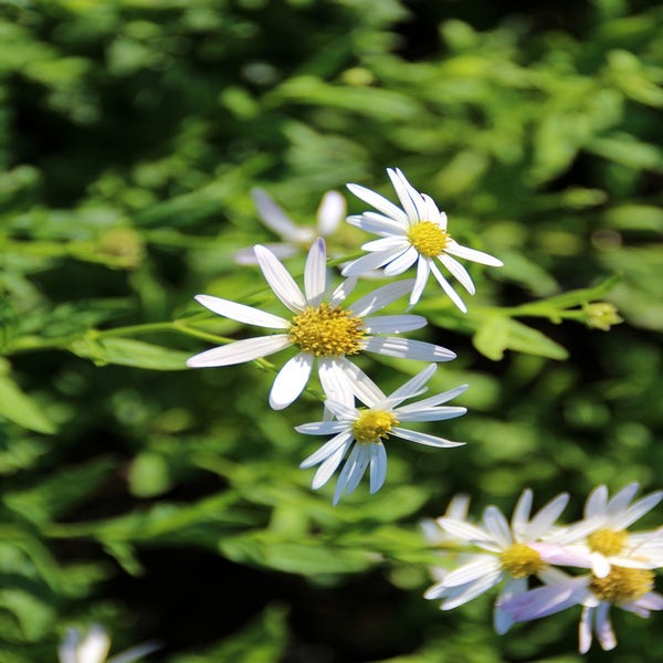 Zomeraster (Kalimeris (Kalimeris incisa 'Alba')