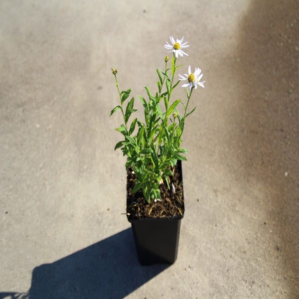 Zomeraster (Kalimeris (Kalimeris incisa 'Alba')