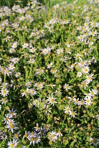 Kalimeris (Kalimeris incisa 'Madiva') | Directplant