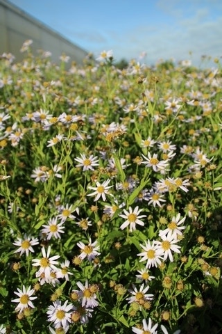 Kalimeris (Kalimeris incisa 'Madiva') | Directplant