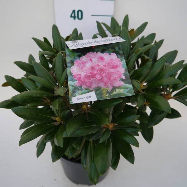 Dwergrhododendron (Rhododendron 'Kalinka')