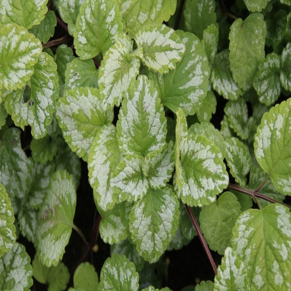 Gele dovenetel (Lamiastrum galeobdolon 'Florentinum')
